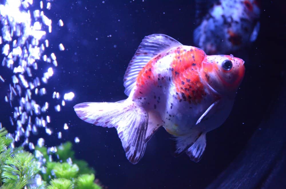 Goldfish exhibition - Miranda Loves Travelling