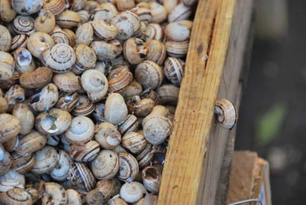The market which sells snails