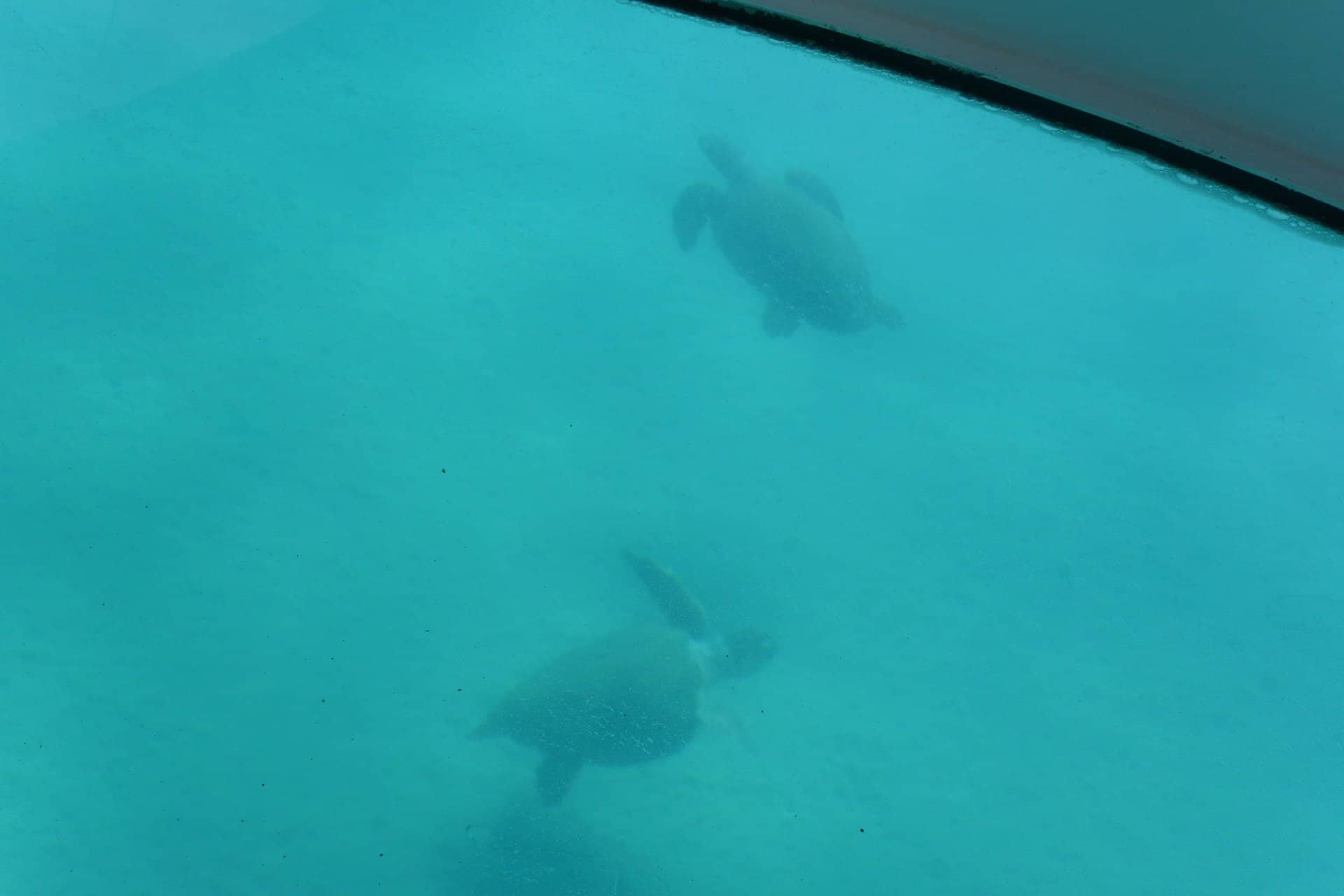 to see the turtles in Zakynthos island in Greece.......