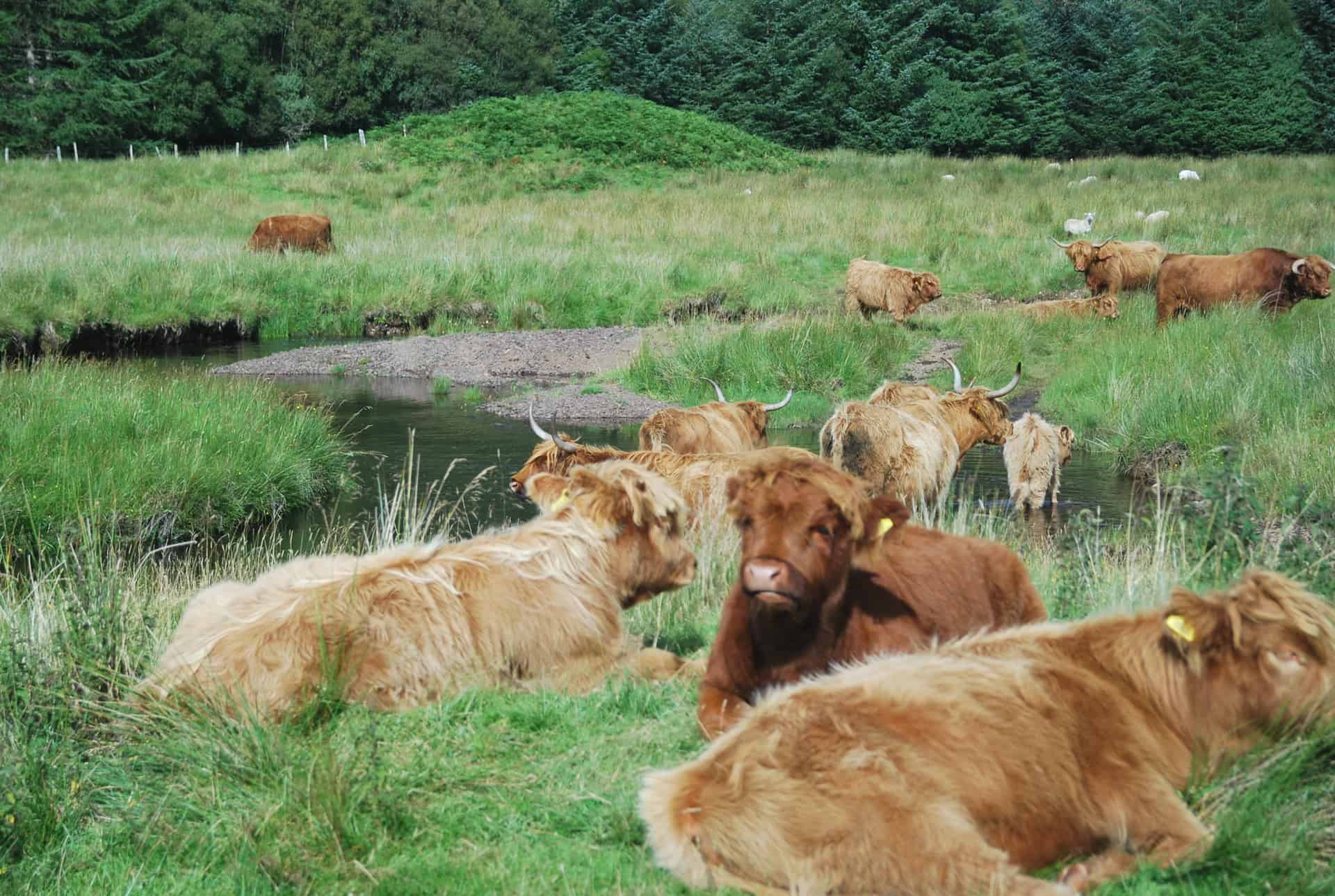 Highland Cows in the magnificent nature and about Oban