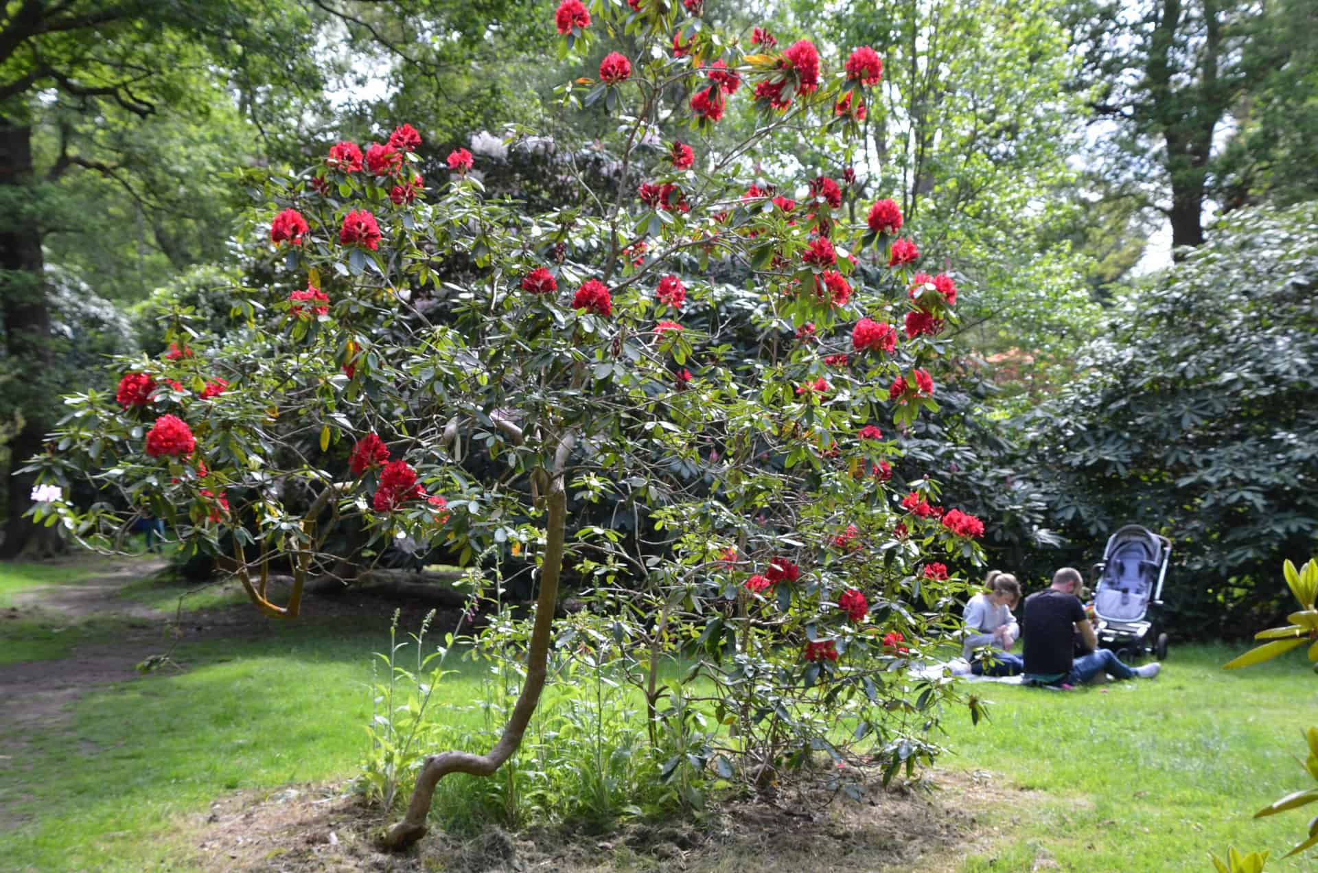 Flowers and Plants in the Isabella Plantation in Richmond Park in ...