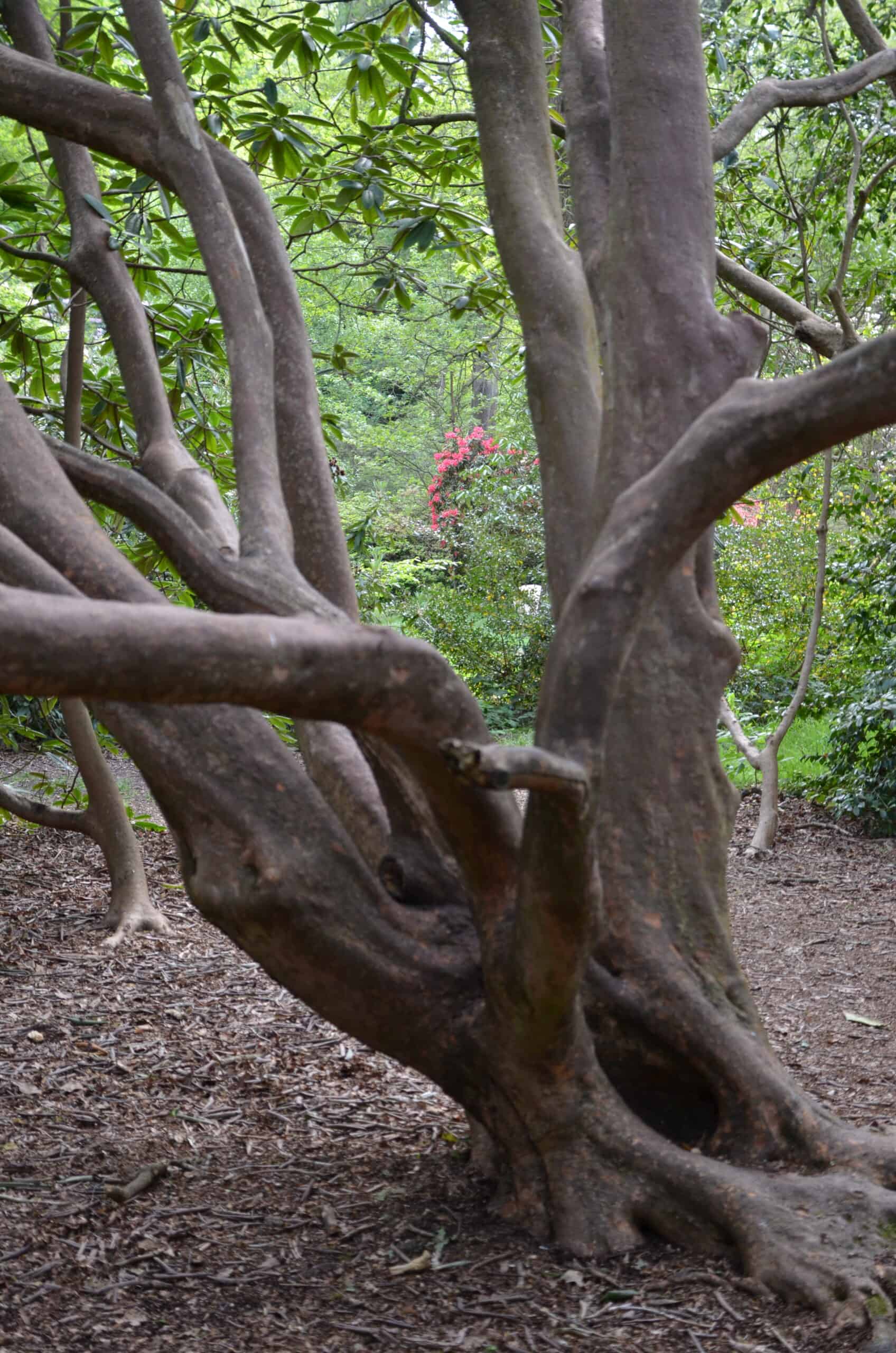 Flowers and Plants in the Isabella Plantation in Richmond Park in ...